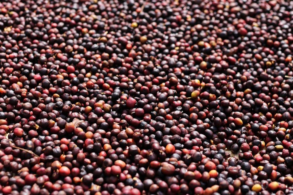 Cafés de proceso natural, más afrutados y dulces, ¿ porqué?